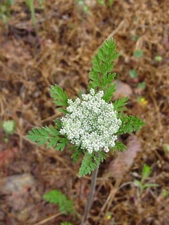 Wild Carrots or Poison Hemlock