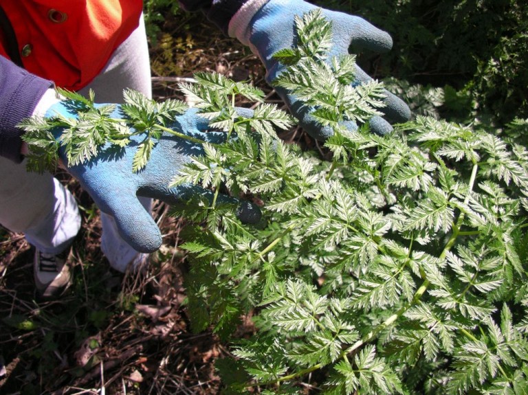 Wild Carrots or Poison Hemlock