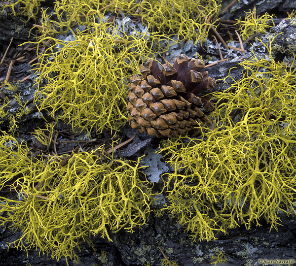 Edible Lichens (often referred to as mosses)